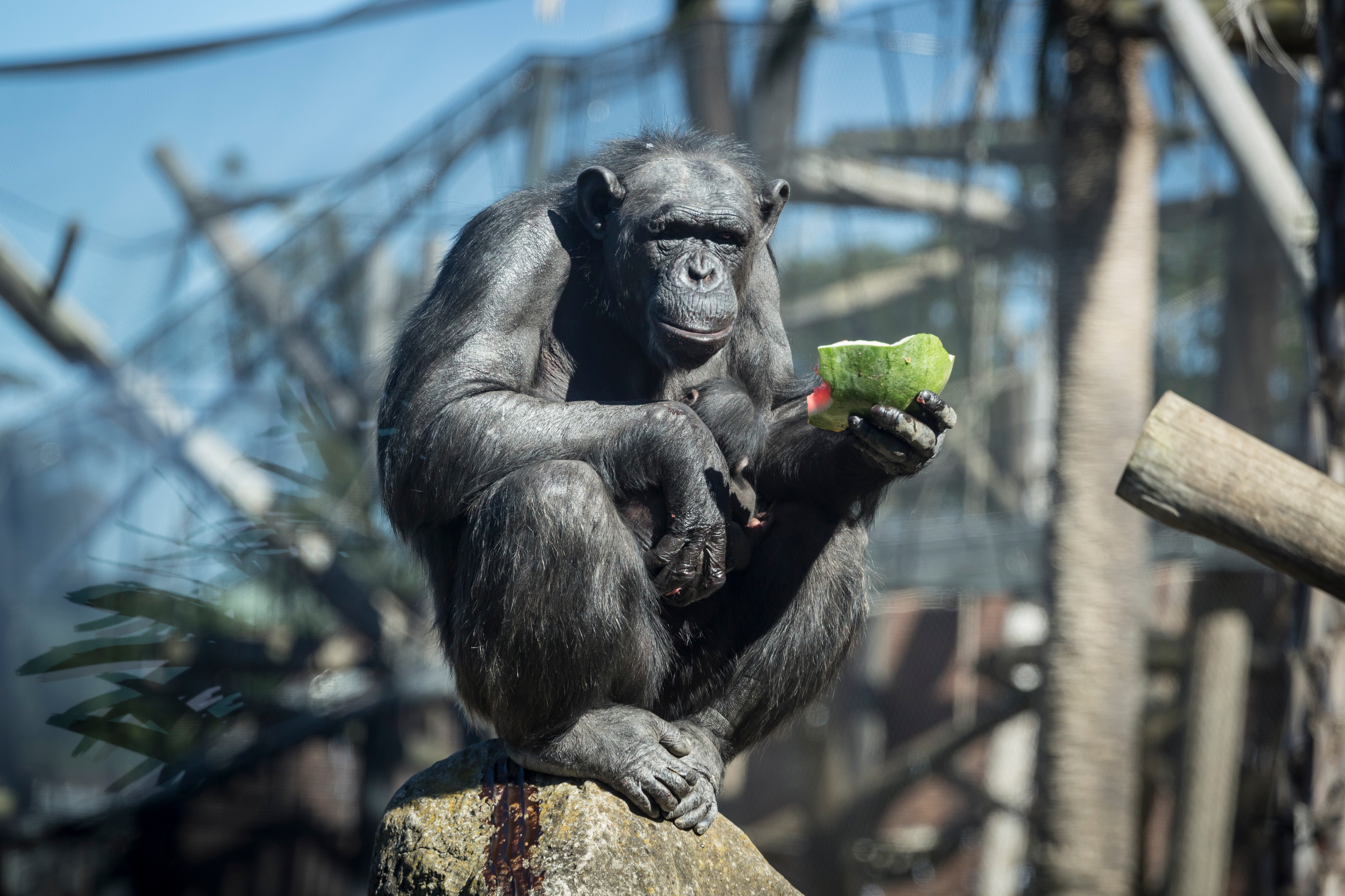 Humans and chimpanzees: How we differ and why | SBS News