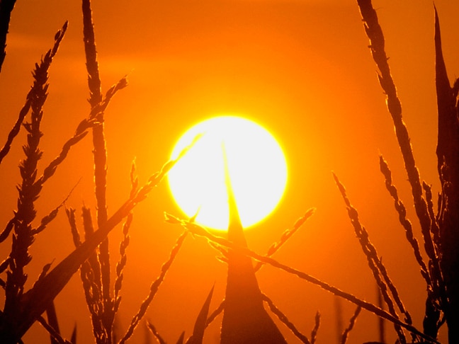 Hottest Australian summer on record: BoM | SBS News