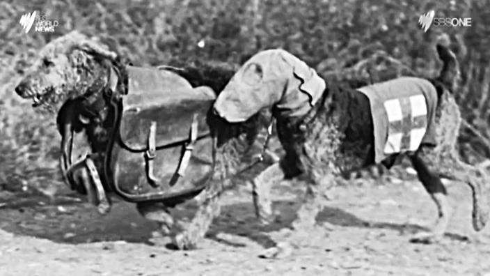 War Dogs unsung heroes of WWI | SBS News